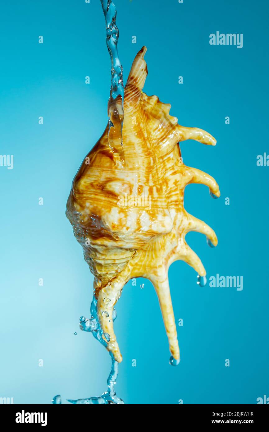 Sea shell pouring ice water with splashes on a blue background copy ...