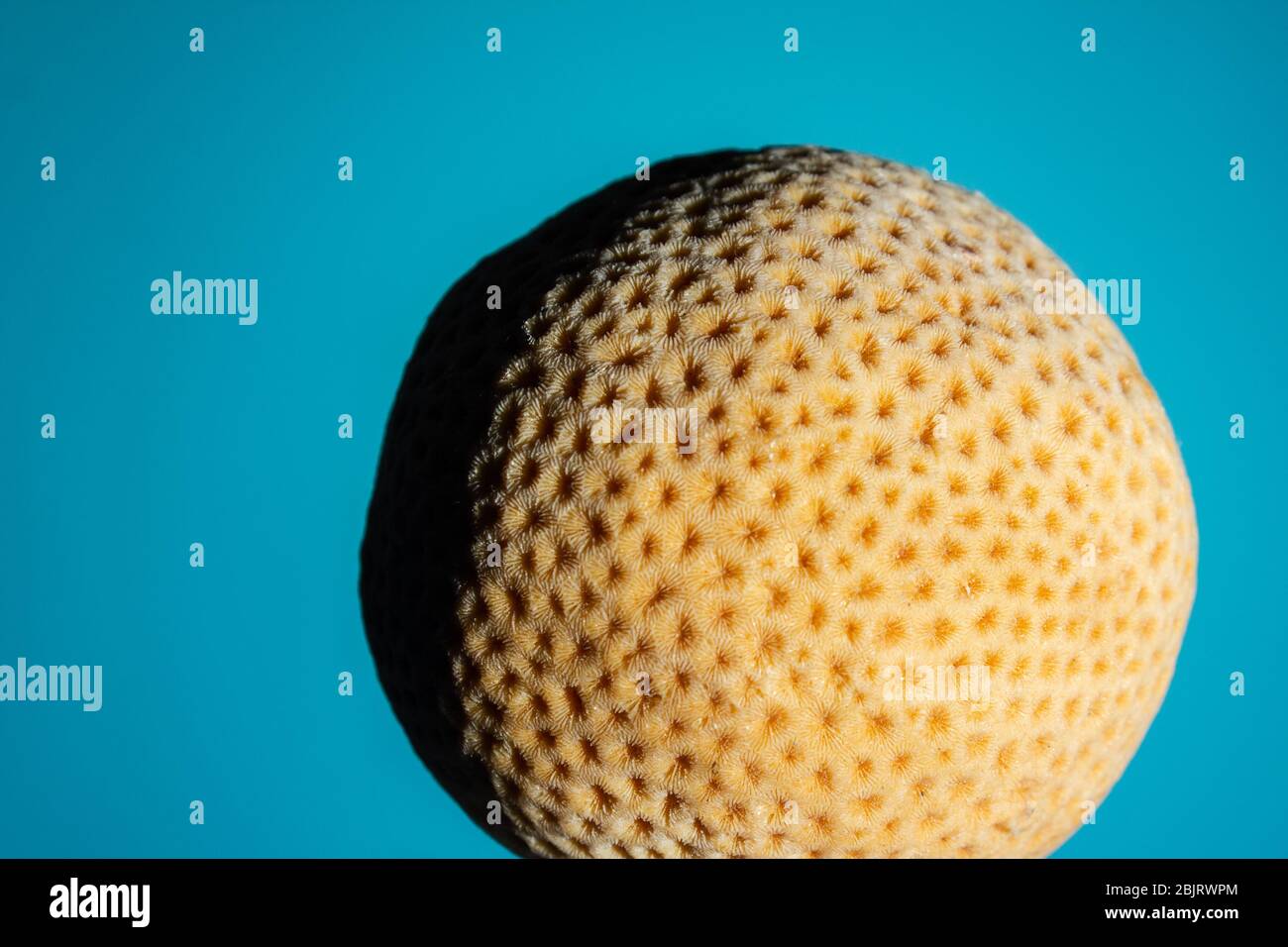 Coral sphere hi-res stock photography and images - Alamy