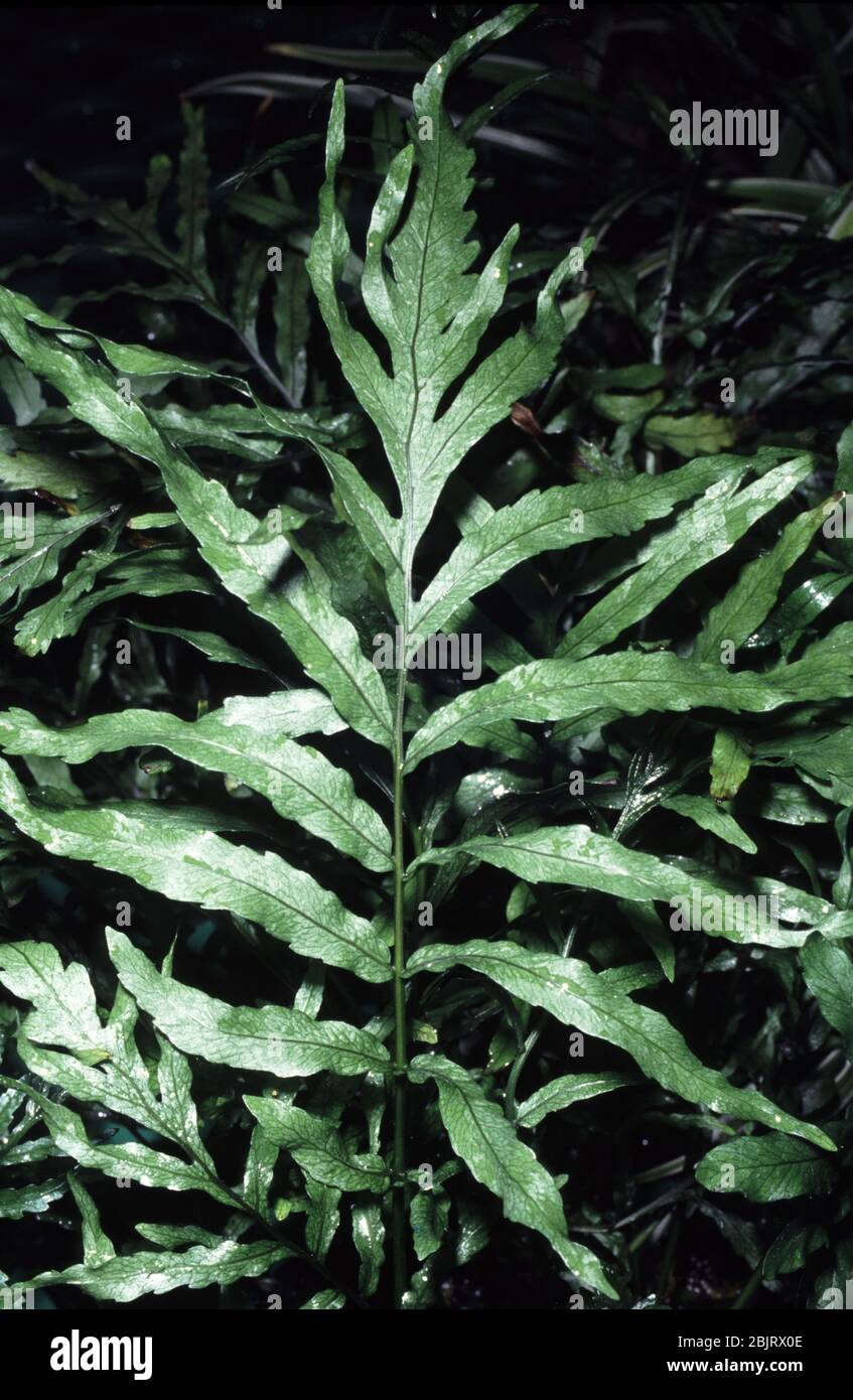 African water fern, Bolbitis heudelotii Stock Photo - Alamy