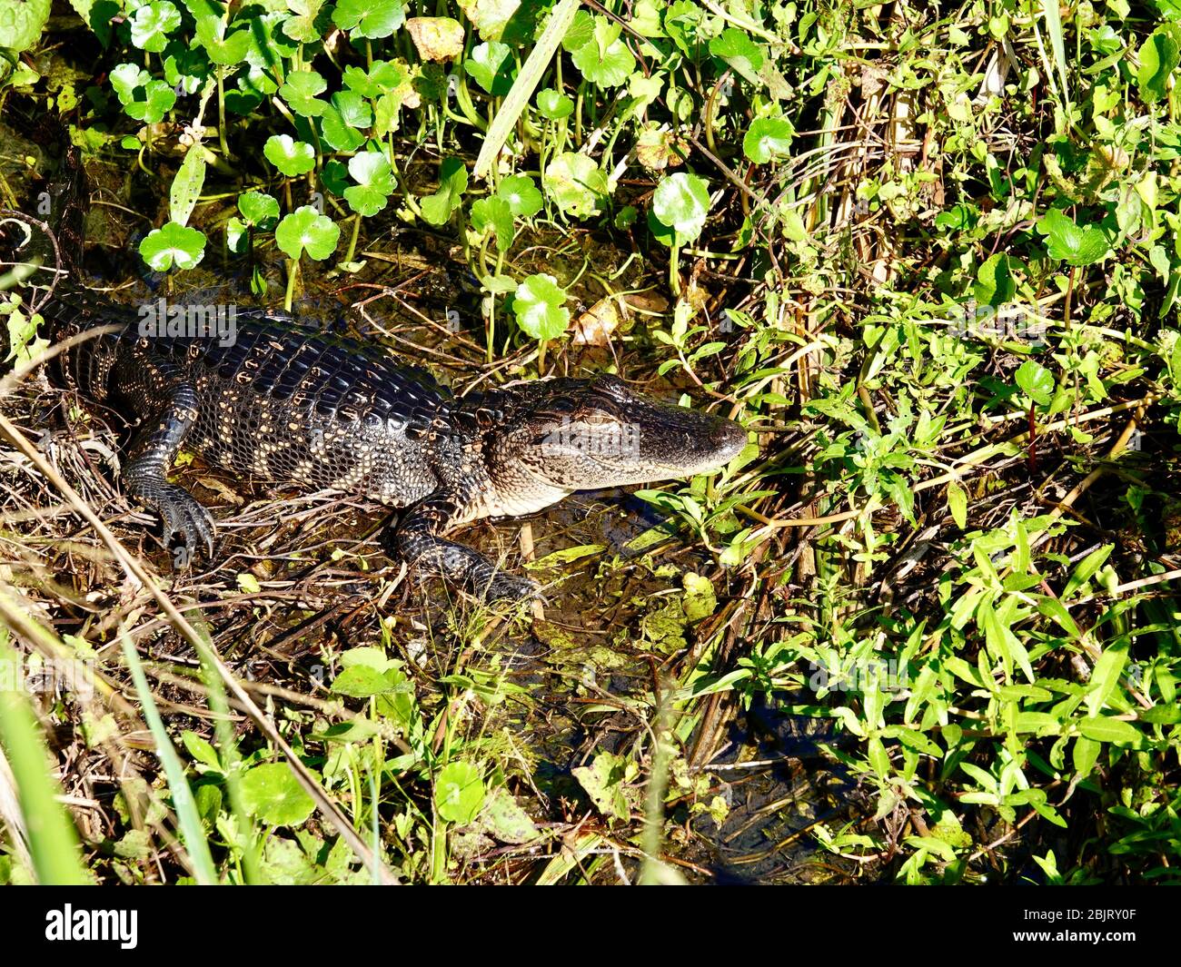 Young, metre long, three foot, American alligator, Alligator ...