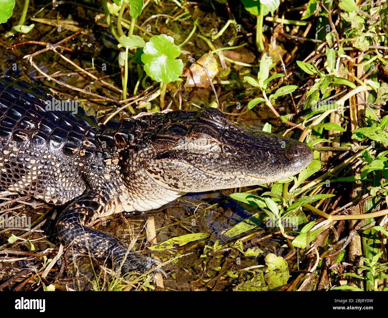 Young, metre long, three foot, American alligator, Alligator ...