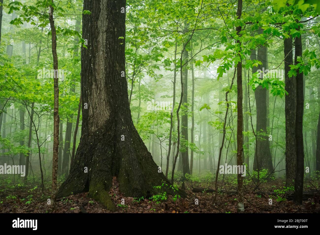 A large oak stands in contrast to the smaller maples and foggy spring ...