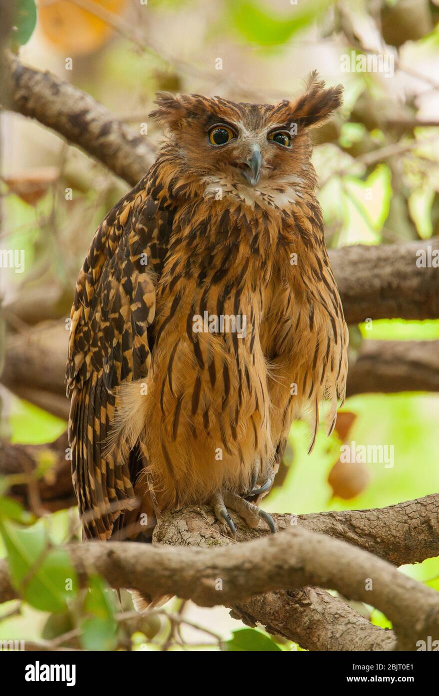 A Tawny Fish Owl sitting on treetop with a fish kill (photographed in ...