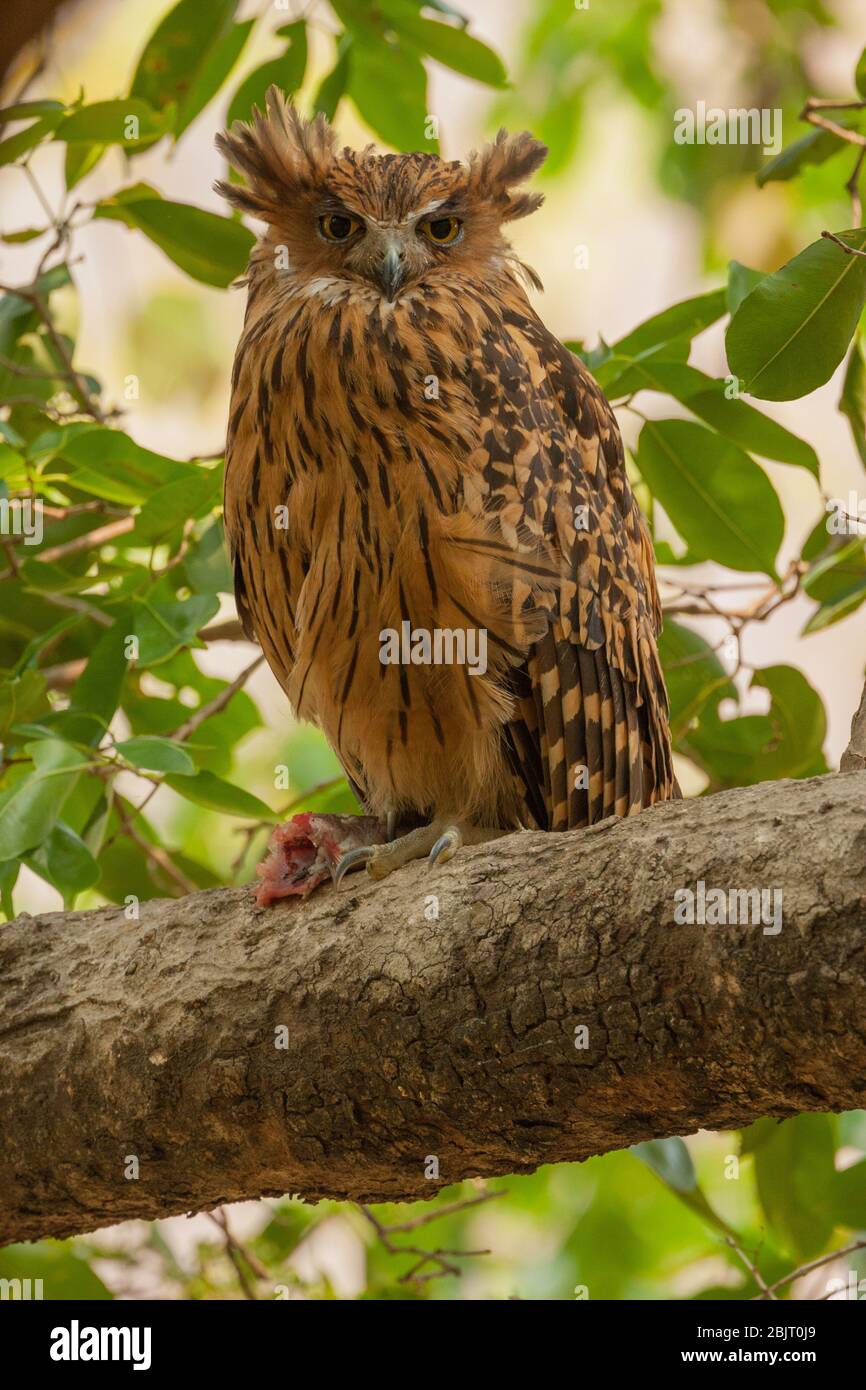 A Tawny Fish Owl sitting on treetop with a fish kill (photographed in ...