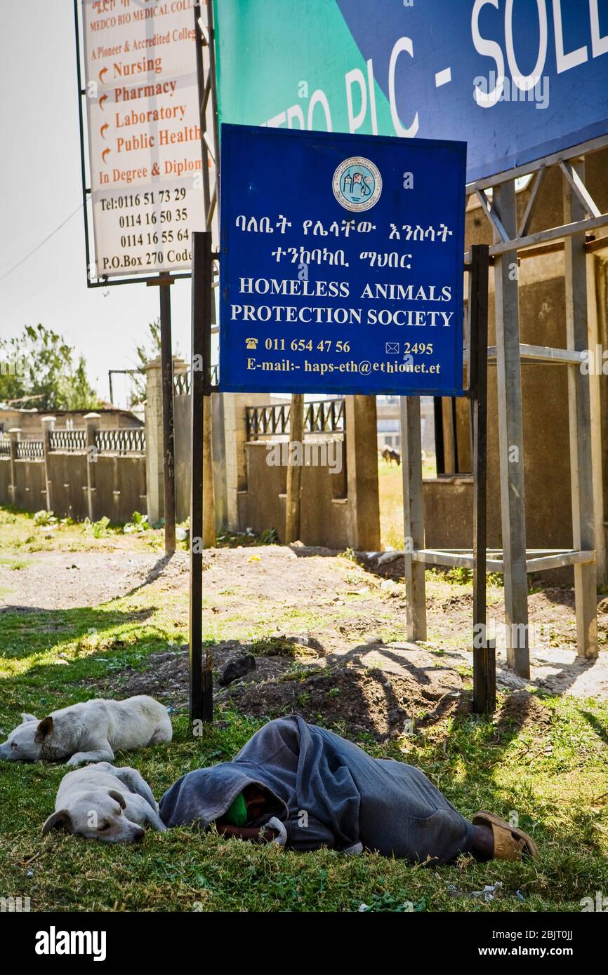 Two dogs and their owner take a little nap beneath a billboard of the ...