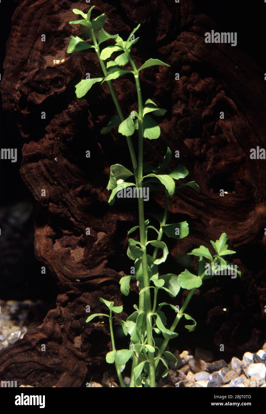 Waterhyssop plant hi-res stock photography and images - Alamy