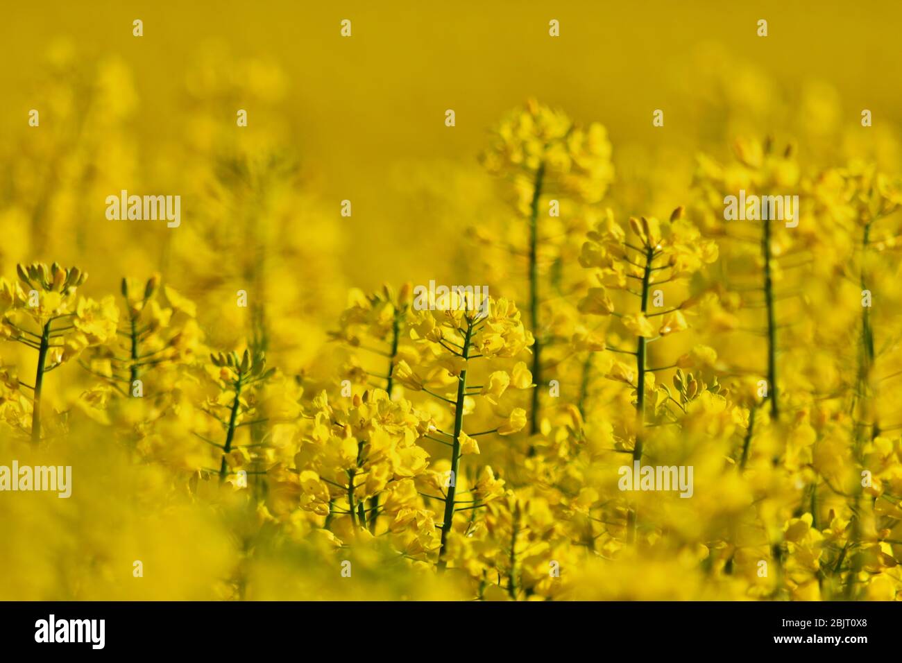 Field rapeseed brassica napus hi-res stock photography and images - Alamy