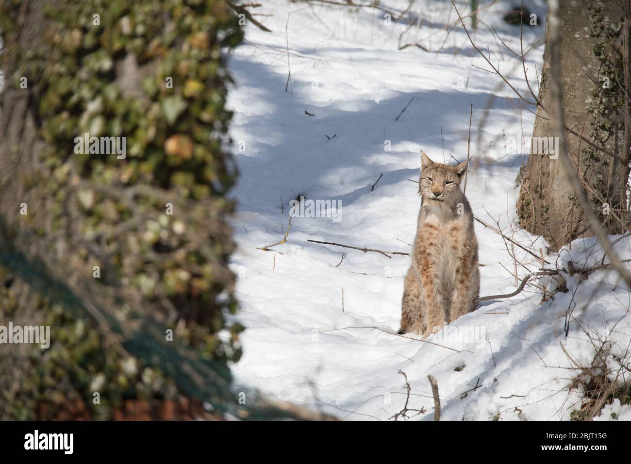 Lynx lynx snow hi-res stock photography and images - Alamy