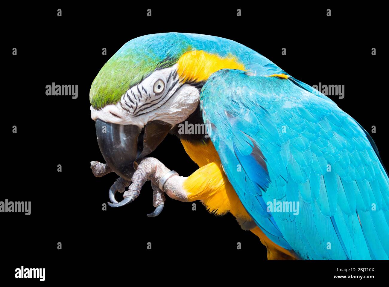 Black macaw hi-res stock photography and images - Alamy