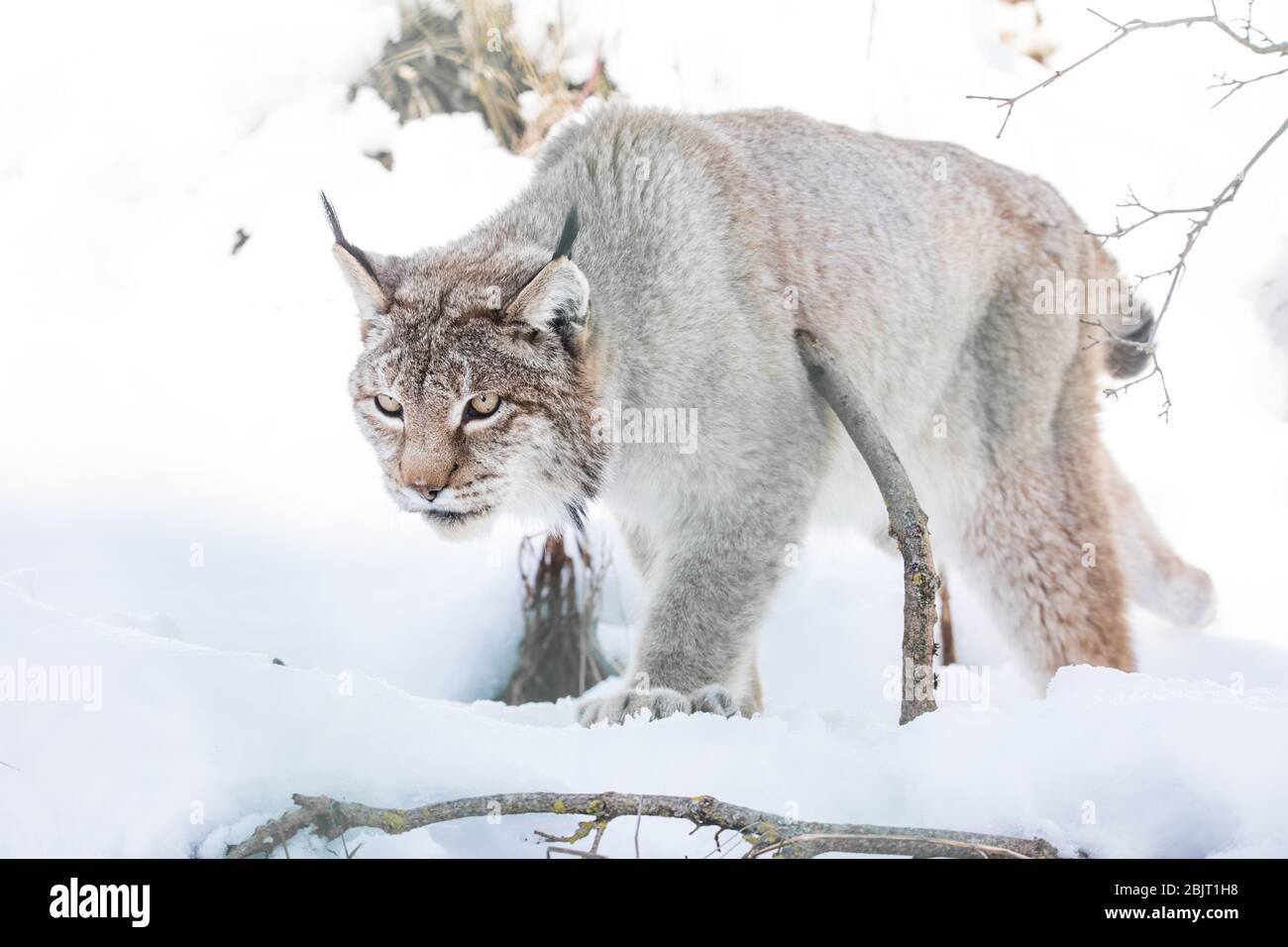 Lynx picture hi-res stock photography and images - Alamy