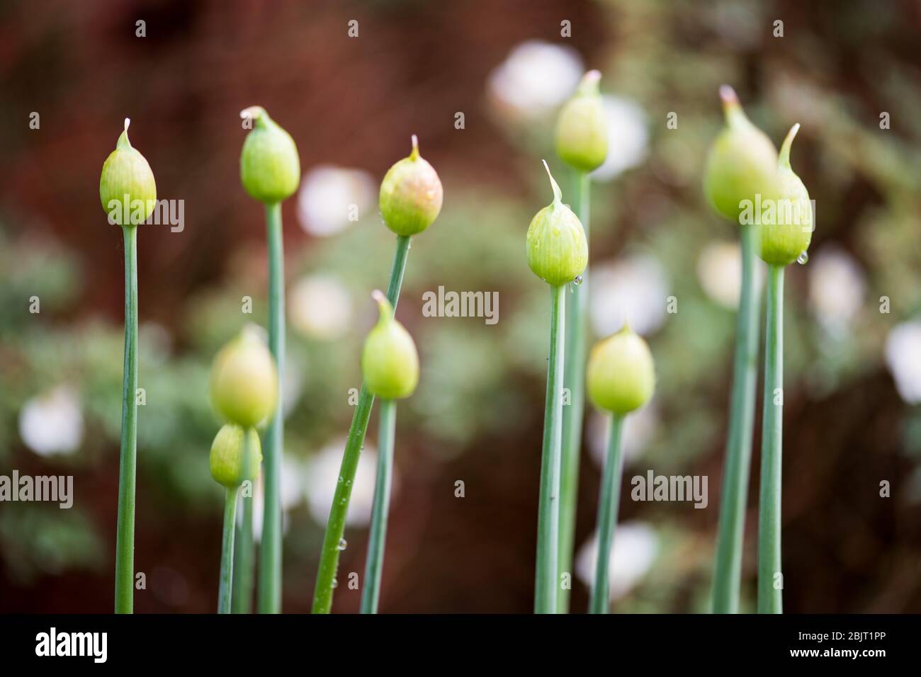 Allium drumsticks hi-res stock photography and images - Alamy