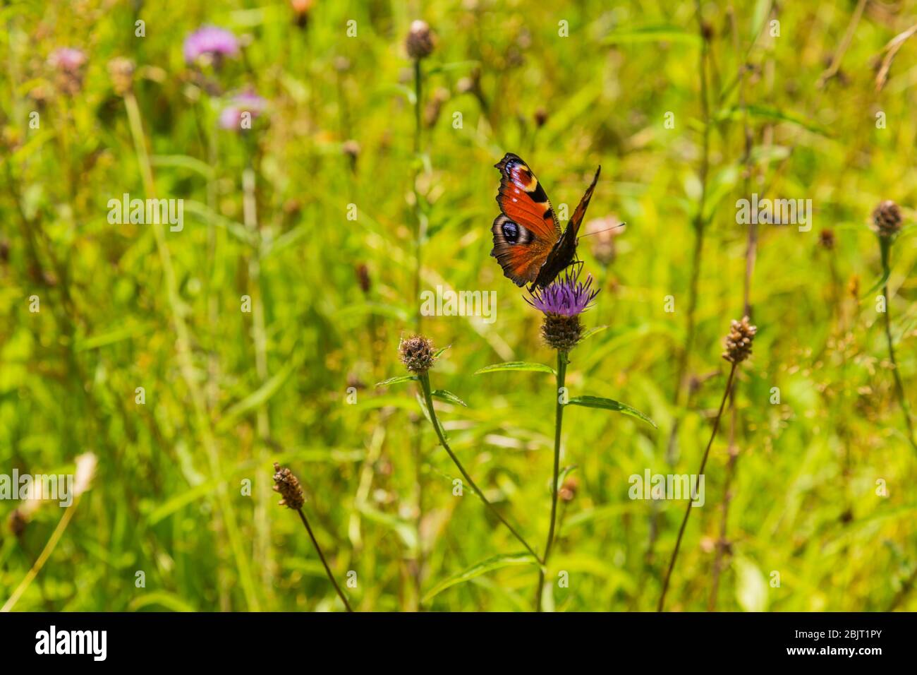 Blooming meadow clover butterfly hi-res stock photography and images ...