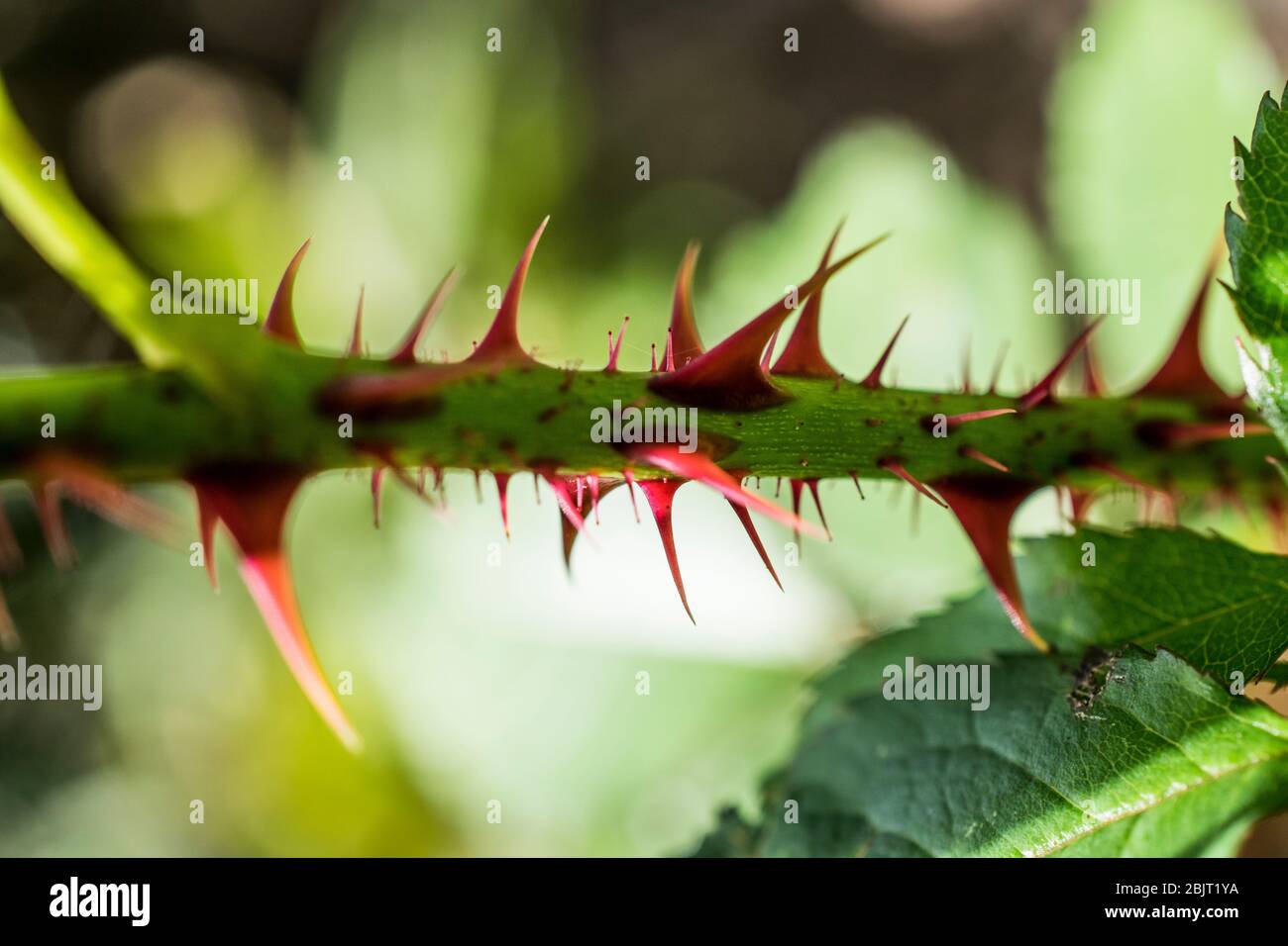 Red thorns hi-res stock photography and images - Alamy