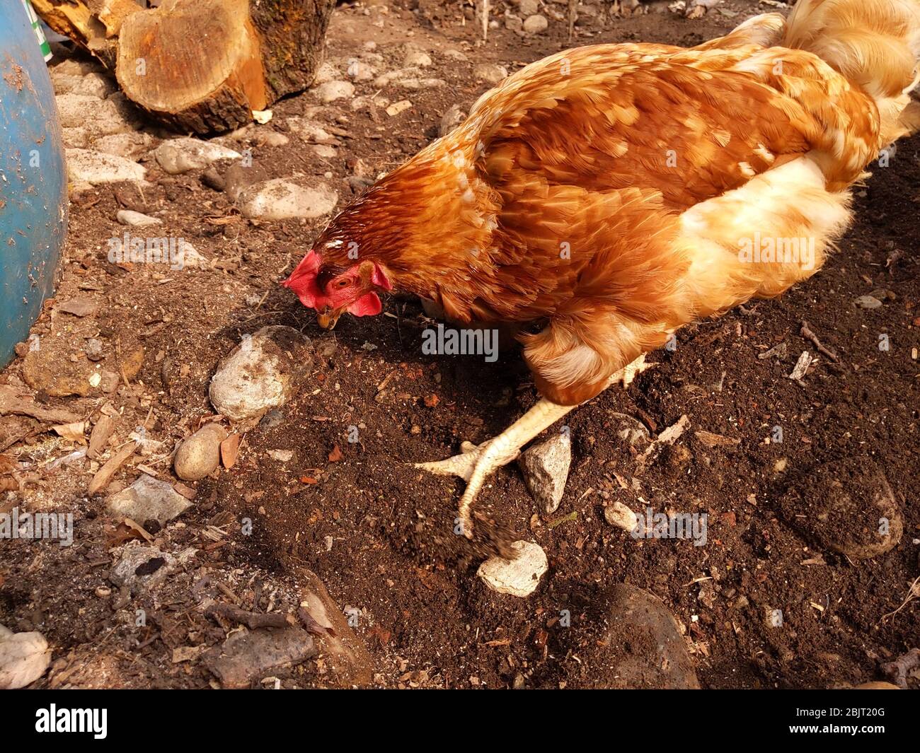 red hen roaming freely eating worms Stock Photo - Alamy