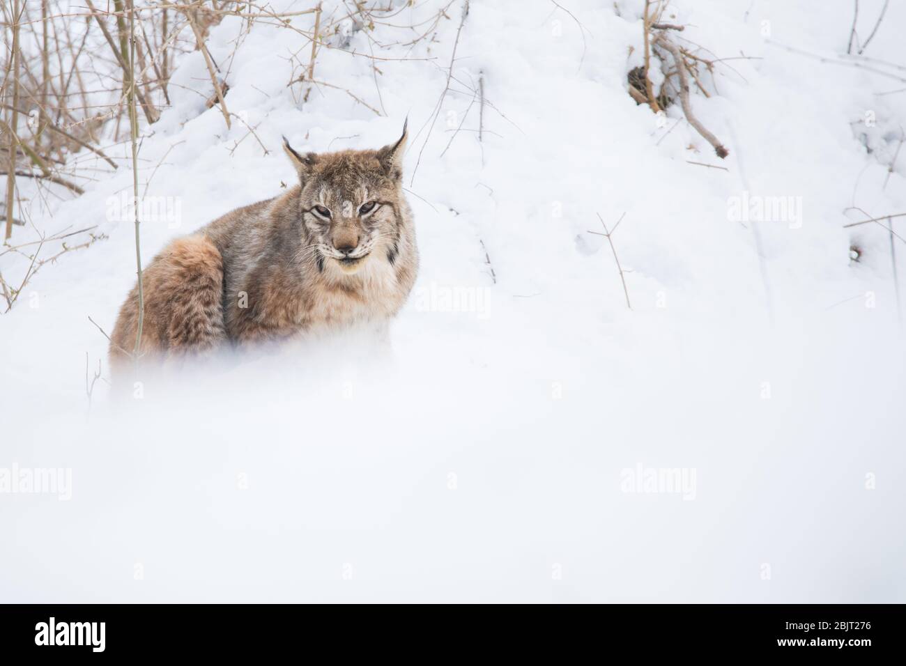 Lynx picture hi-res stock photography and images - Alamy