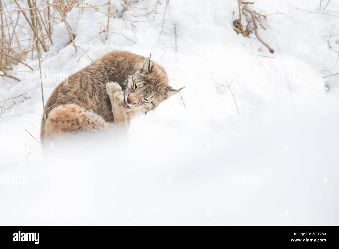 Lynx picture hi-res stock photography and images - Alamy