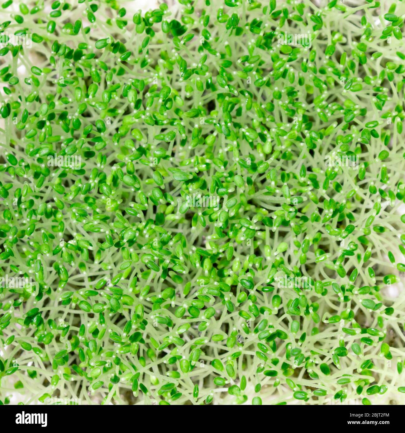 Chia microgreens hi-res stock photography and images - Alamy