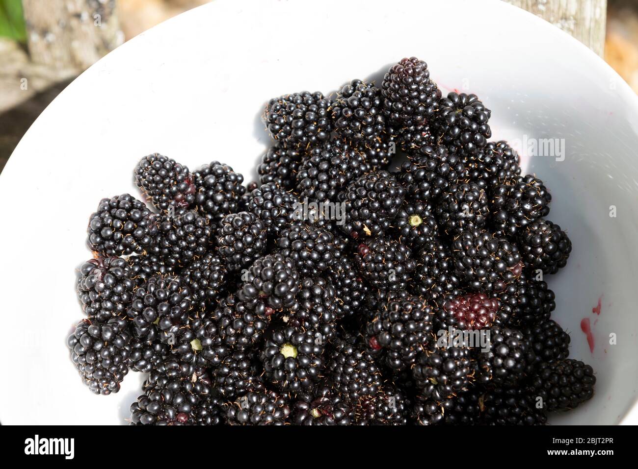 Ripe juicy blackberries in bowl hi-res stock photography and images - Alamy