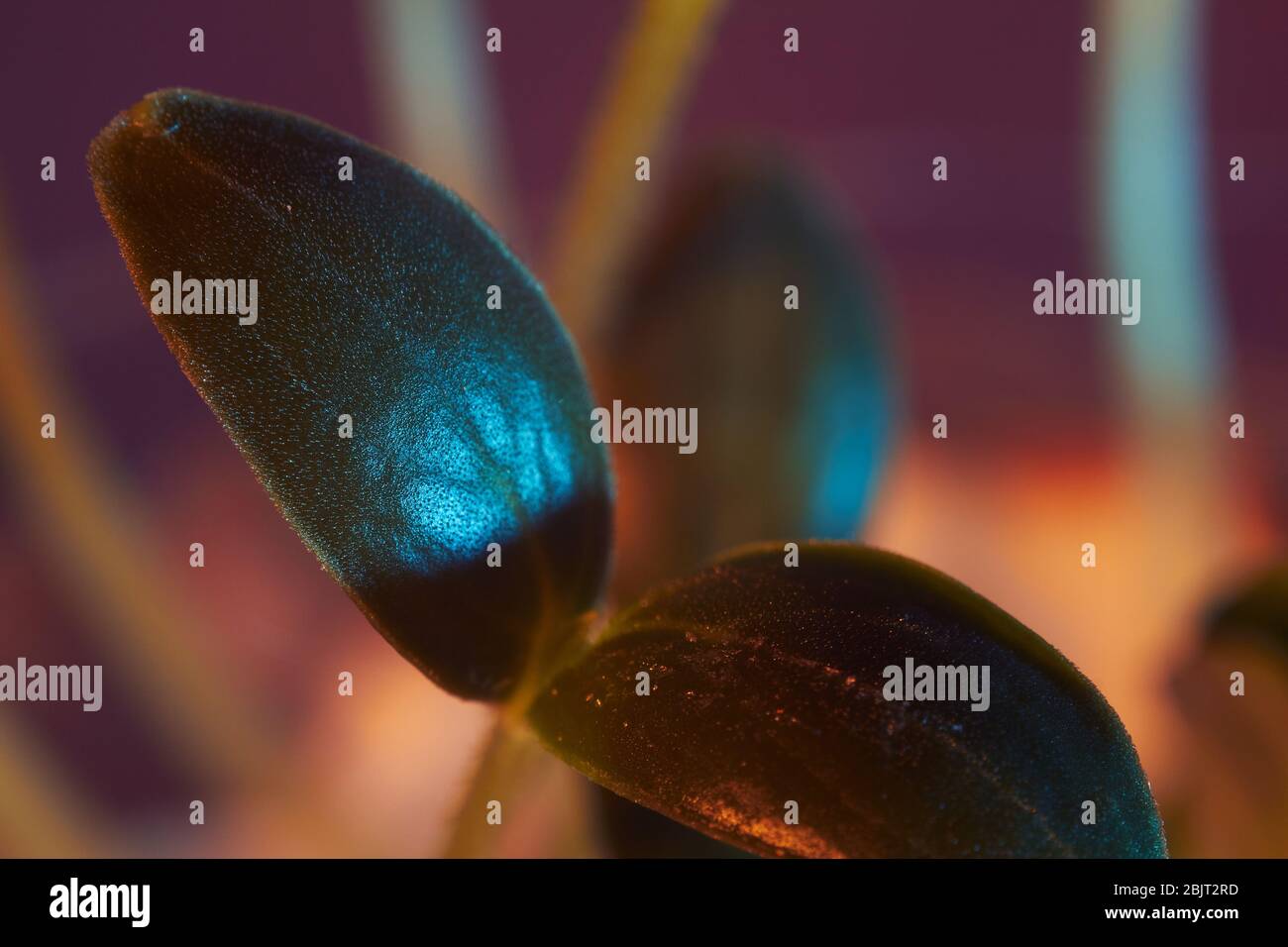 Cucumber Sprout High Resolution Stock Photography and Images - Alamy