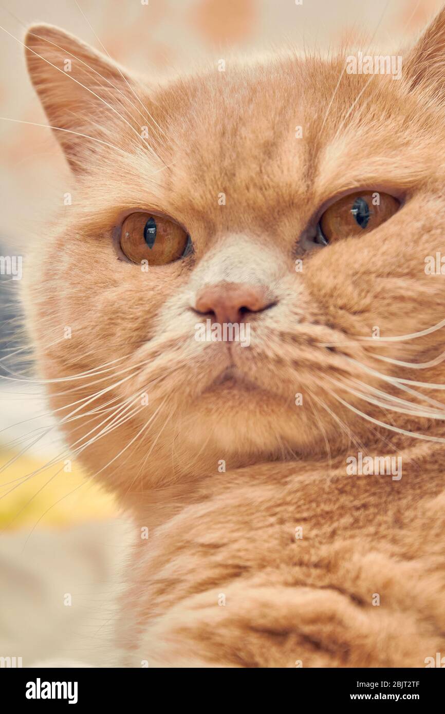 Sad face close up hi-res stock photography and images - Alamy