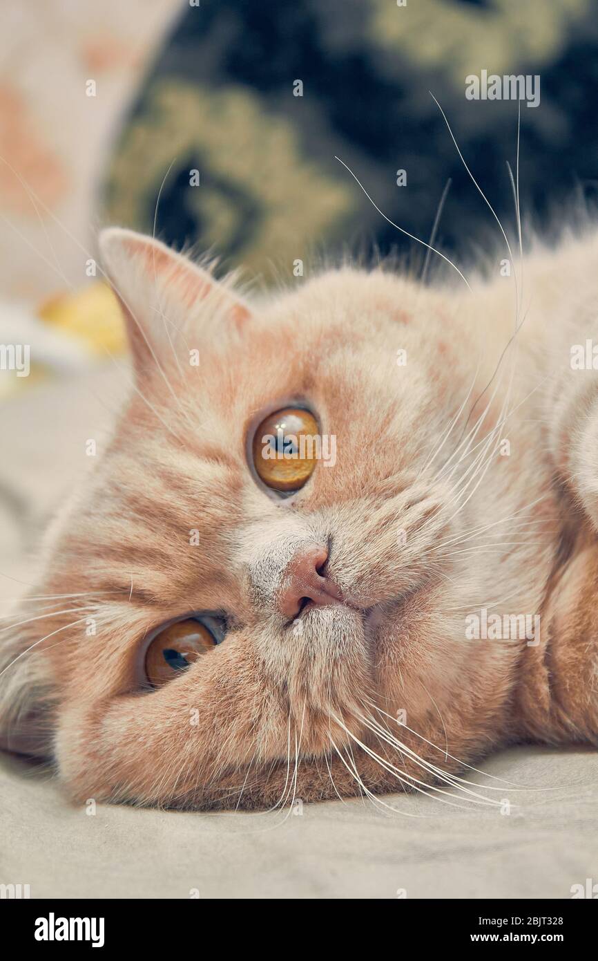 ginger cat with a sad face. close up Stock Photo - Alamy