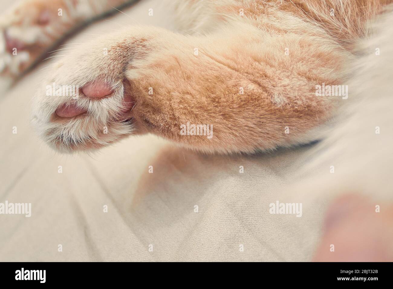Pink paw pad hi-res stock photography and images - Alamy