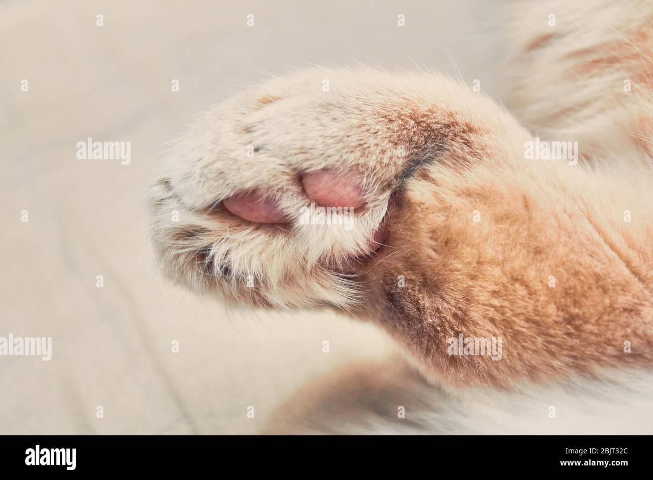 ginger cat back with pink legs. close up Stock Photo - Alamy