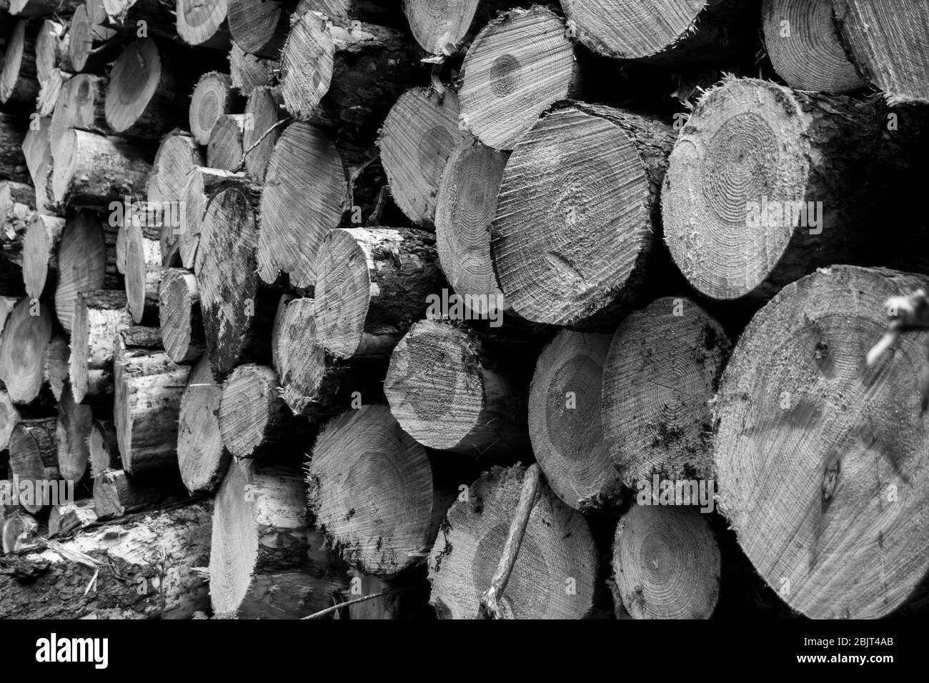 Black and white image of Logs stacked ready to be collected Stock Photo ...