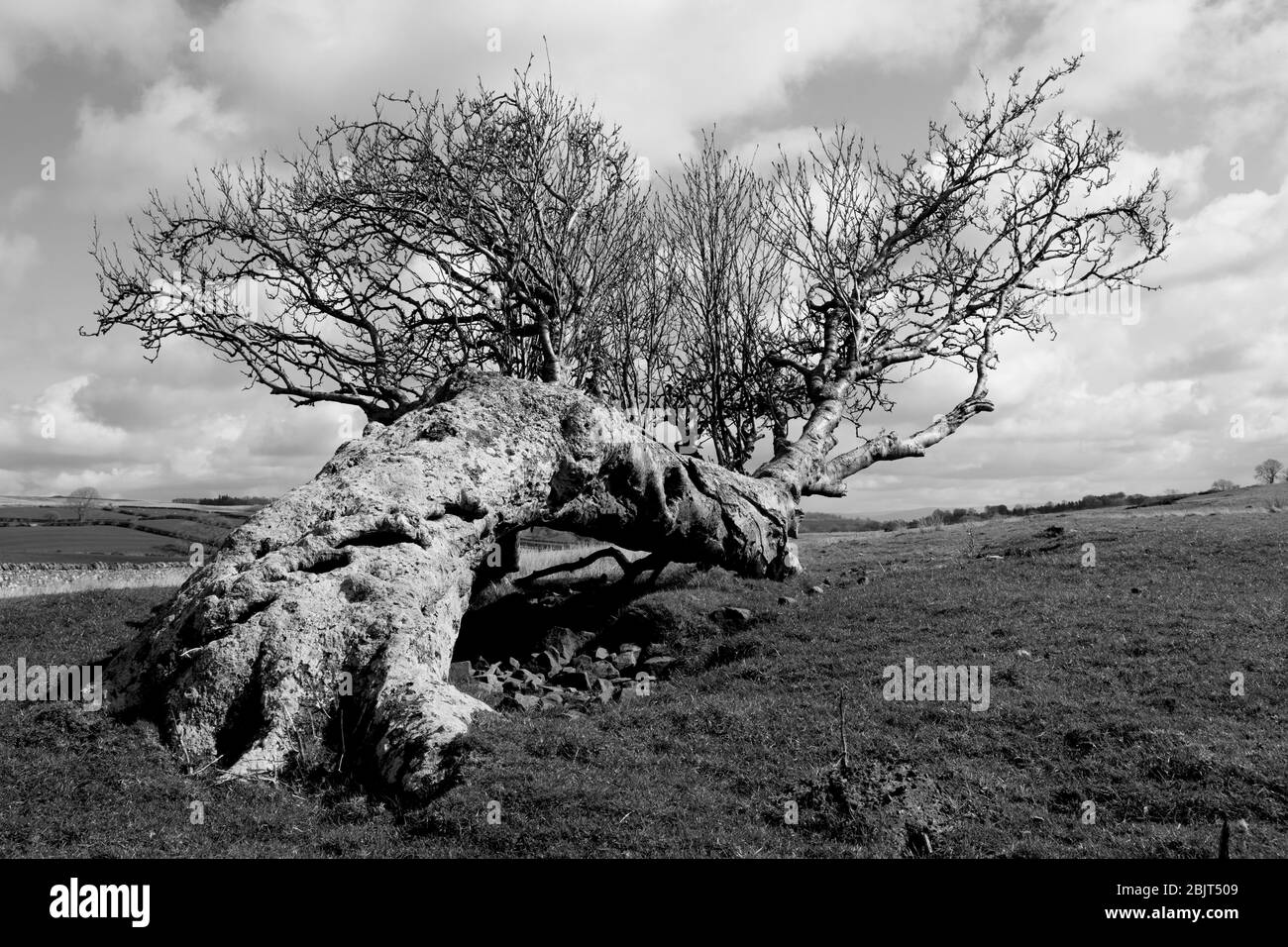 Green ash tree Black and White Stock Photos & Images - Alamy