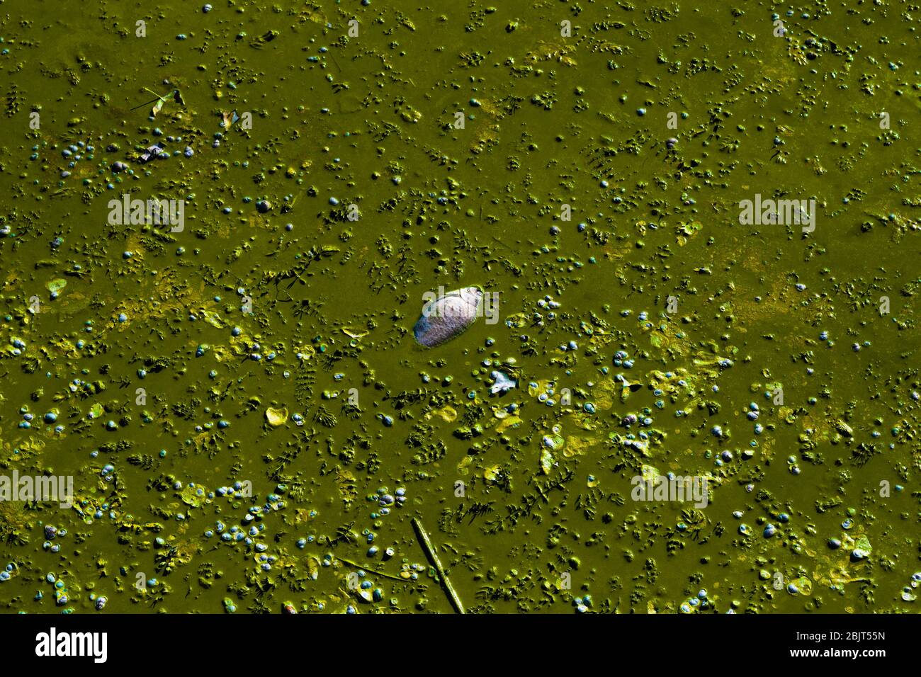 river pollution toxic dead fish one Stock Photo - Alamy