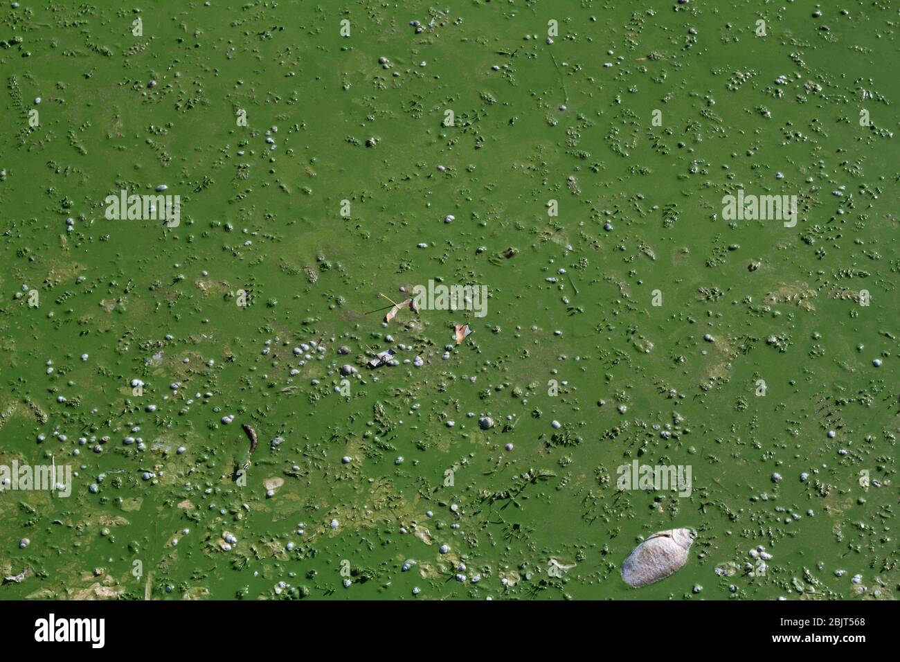 river pollution toxic dead fish Stock Photo - Alamy