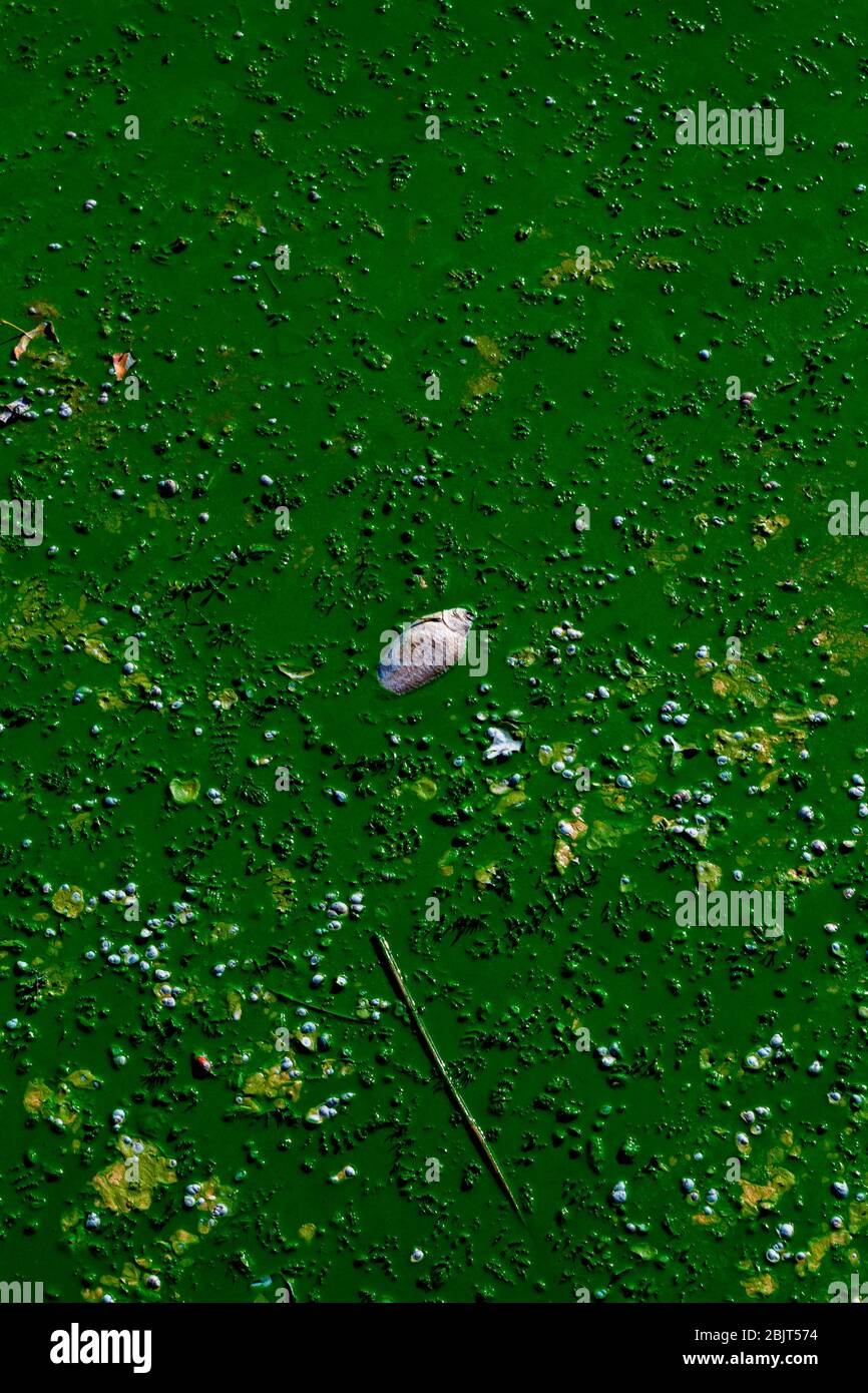 river pollution toxic dead fish one Stock Photo - Alamy