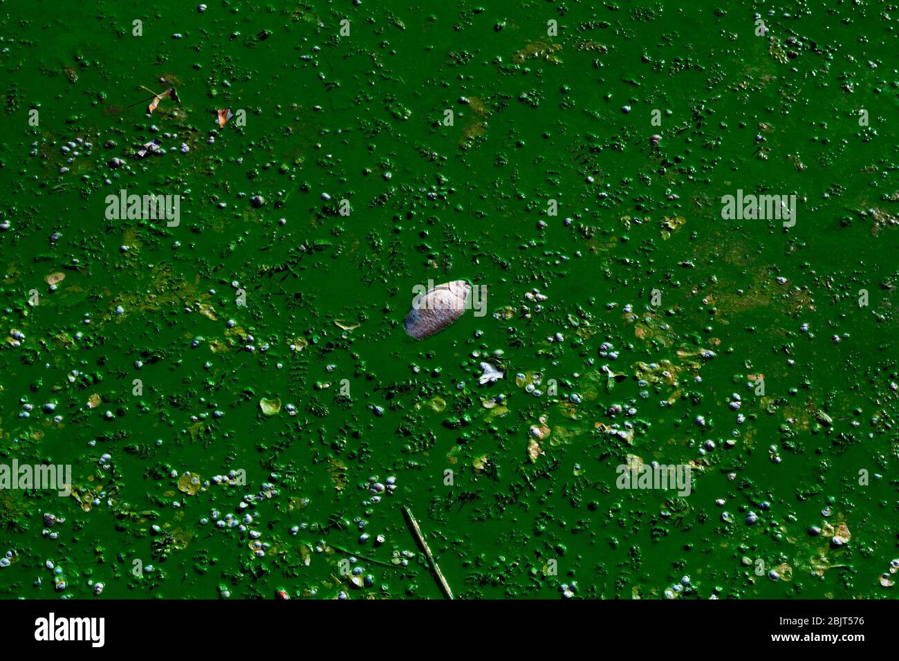 river pollution toxic dead fish Stock Photo - Alamy