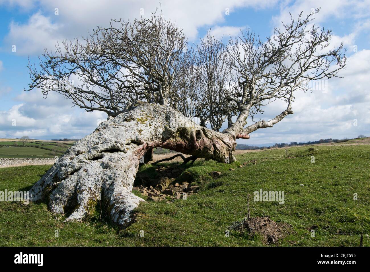 The Fallen Rowan Tree Stock Photo - Alamy