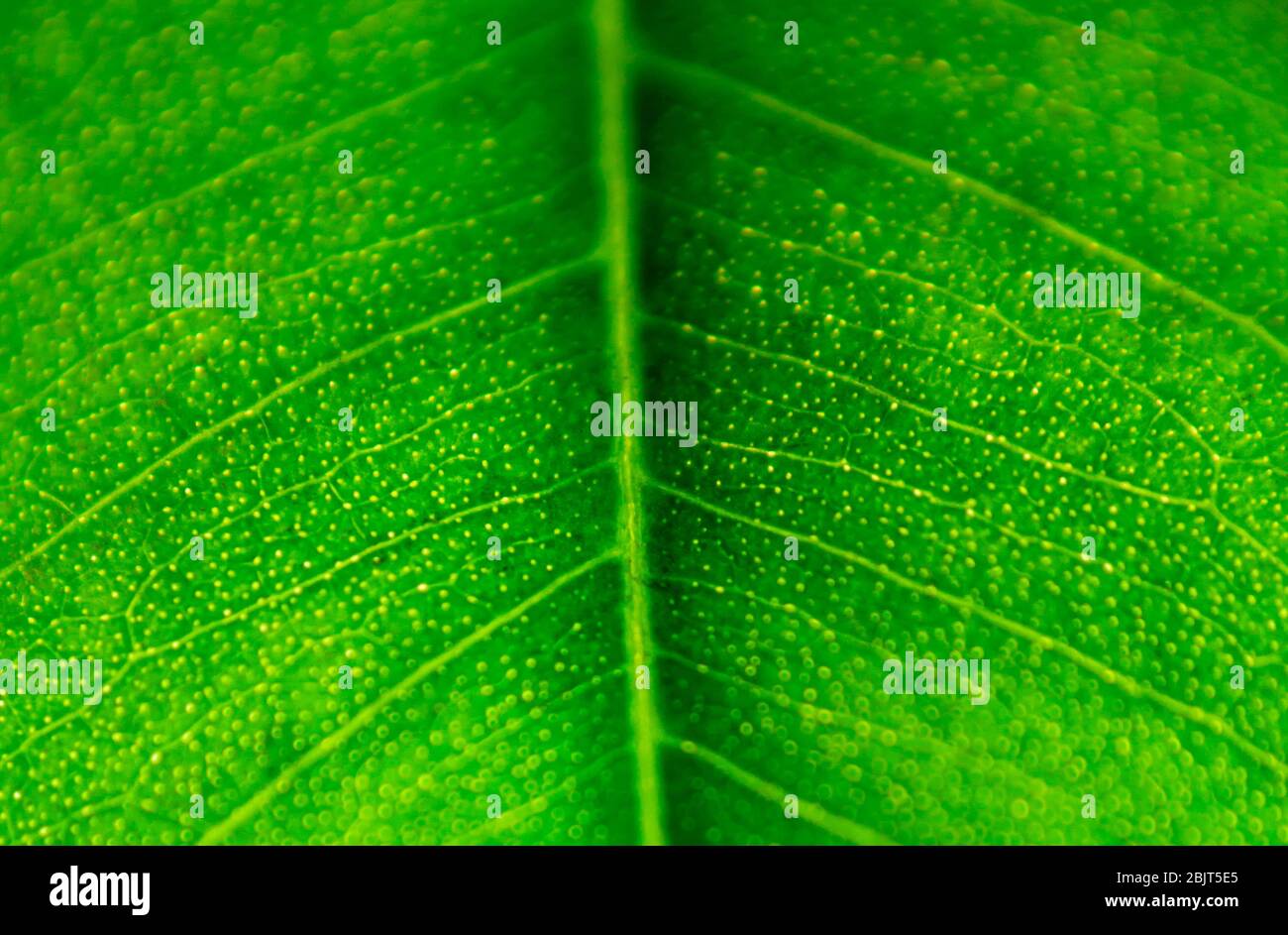 Lemon texture hi-res stock photography and images - Alamy