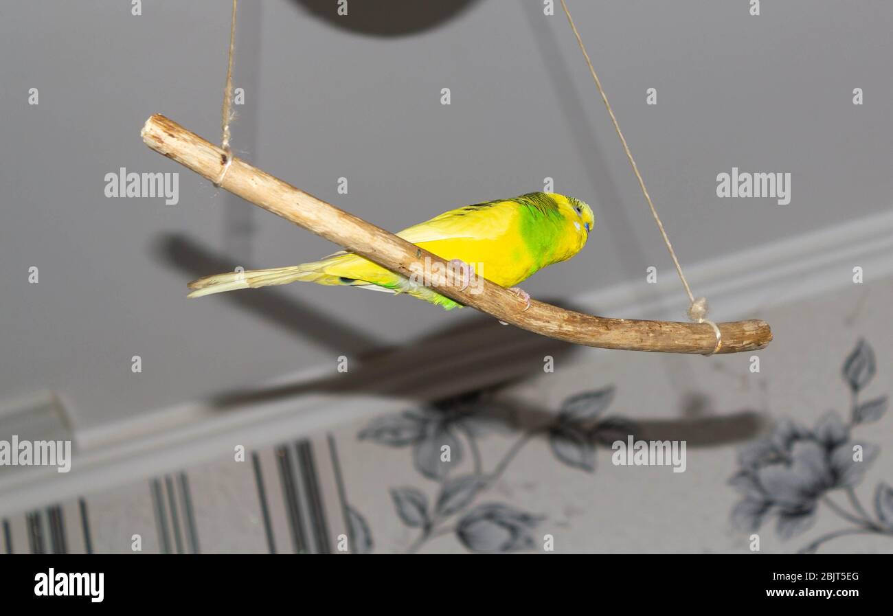 Yellow-green little parrot hanging on a stick Stock Photo - Alamy