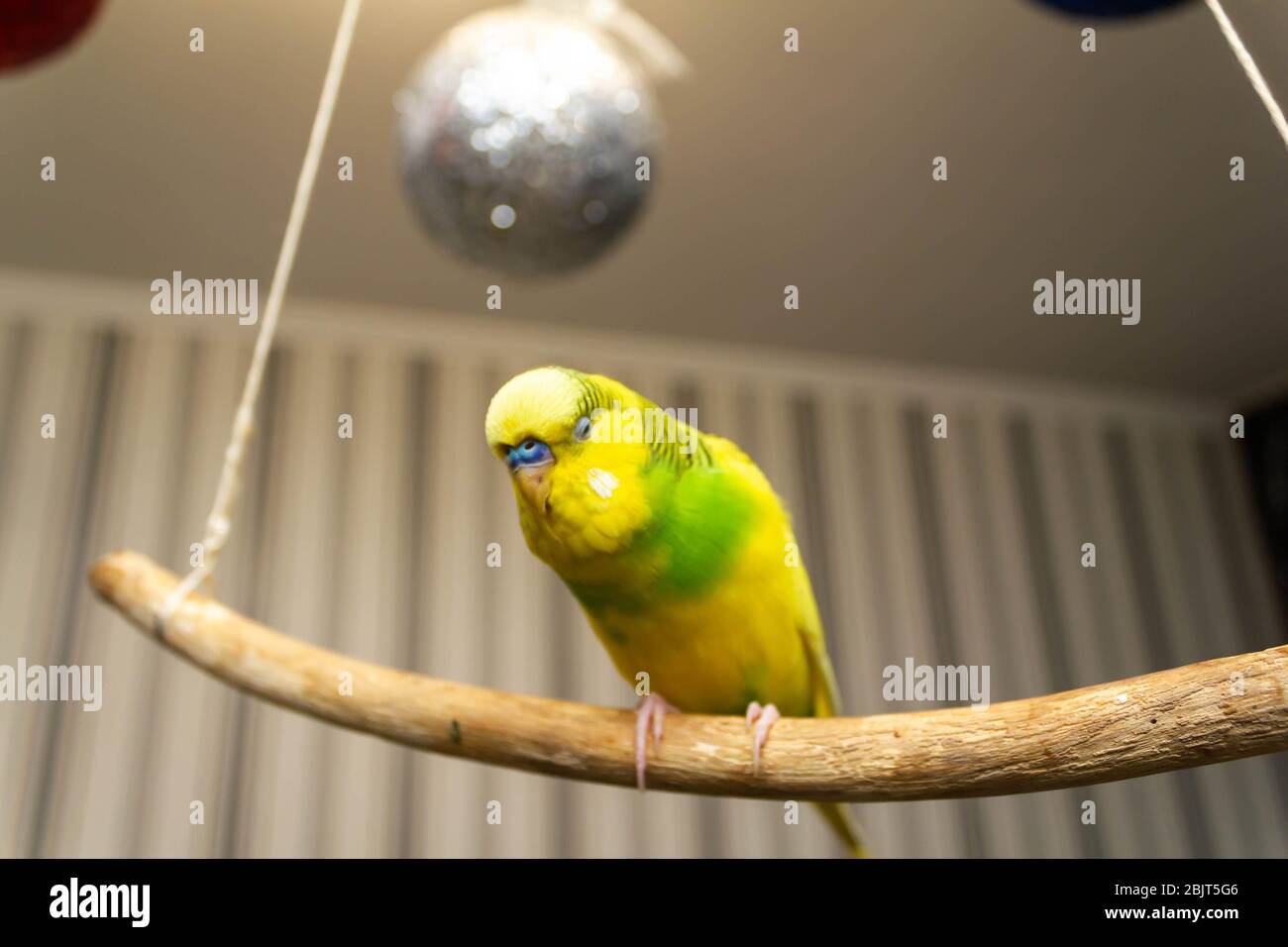 Parrot On A Stick High Resolution Stock Photography and Images - Alamy