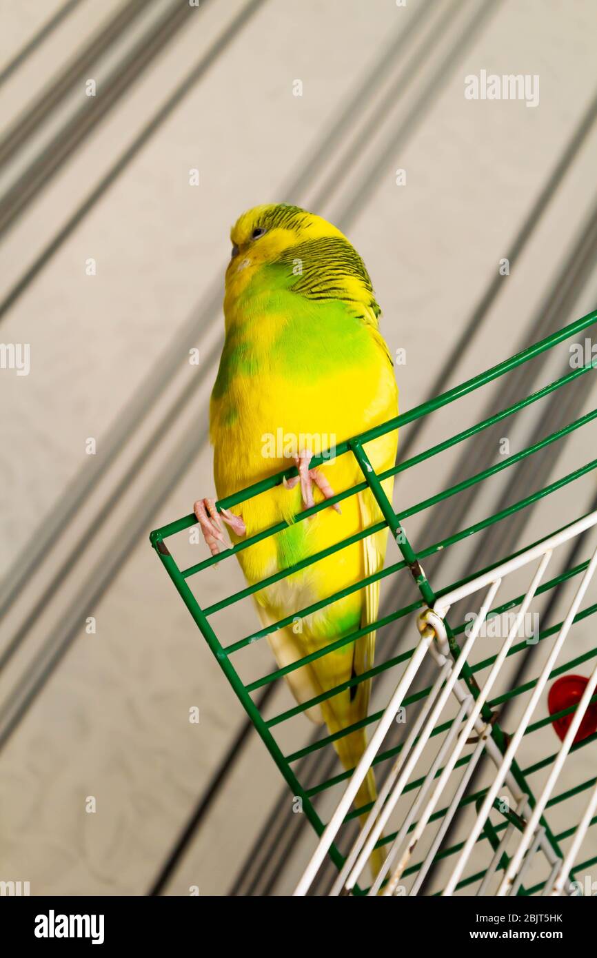 Yellow-green little parrot on a cage Stock Photo - Alamy