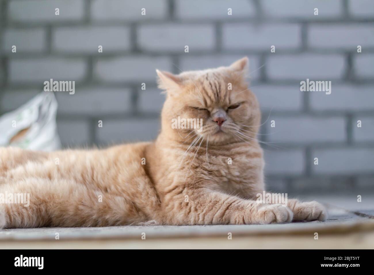 Angry, sleepy, lonely British redhead cat on a brick wall background ...