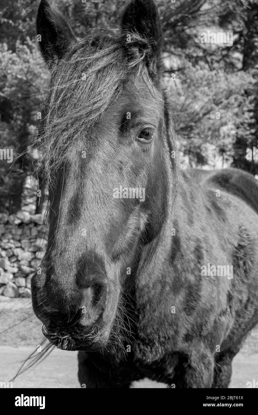 Black and white horse breeds Black and White Stock Photos & Images - Alamy