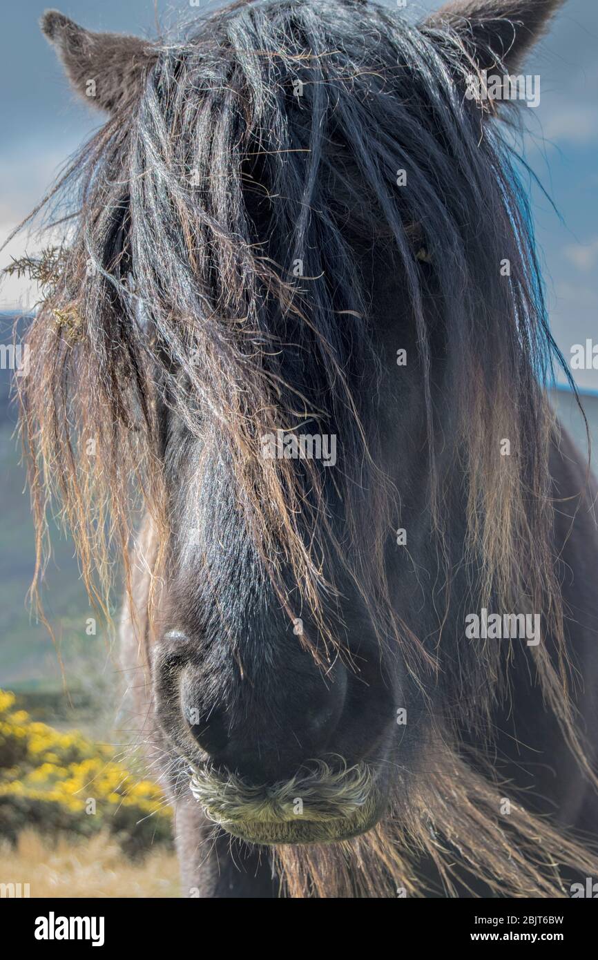 Hardy fell pony hi-res stock photography and images - Alamy