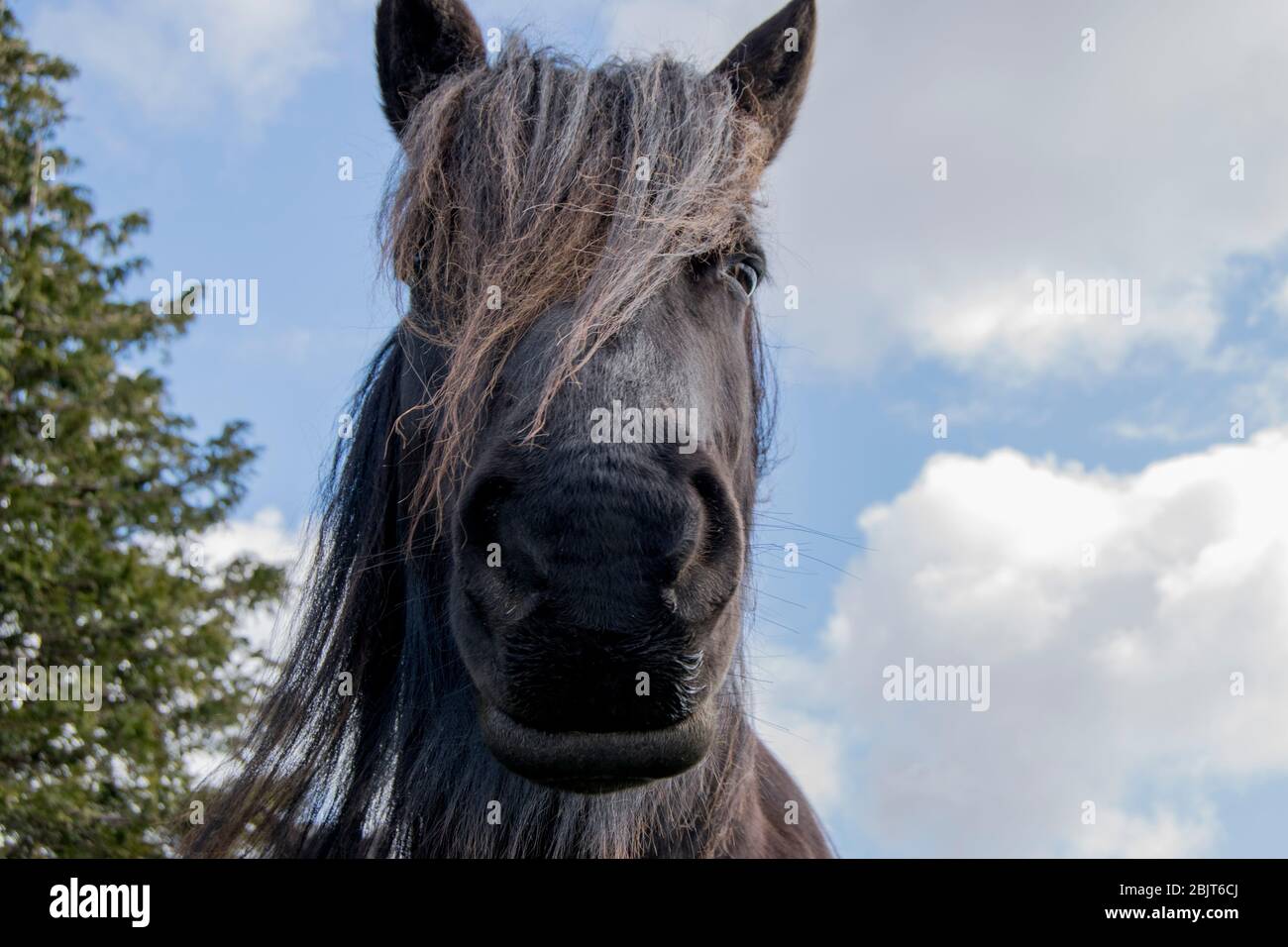 Rare pony breeds hi-res stock photography and images - Alamy