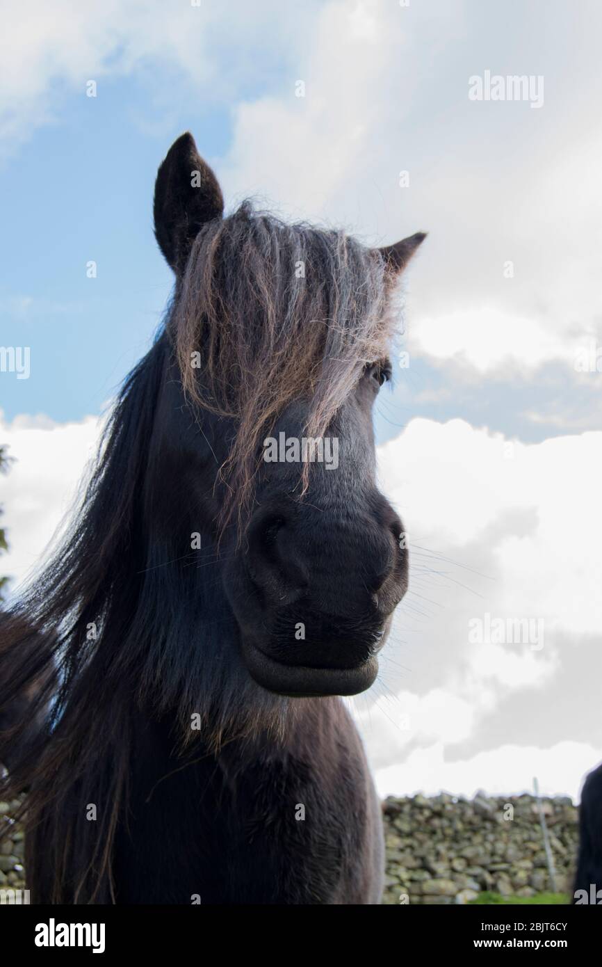 Hardy fell pony hi-res stock photography and images - Alamy
