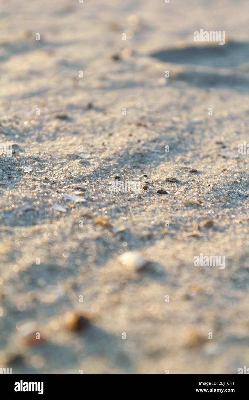 light sand with shells on the beach Stock Photo - Alamy