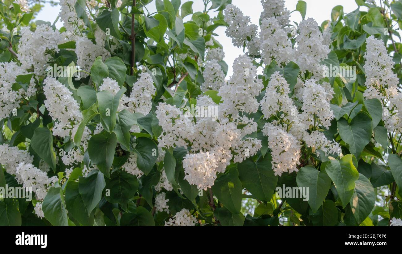 White and lilac flowers hi-res stock photography and images - Alamy