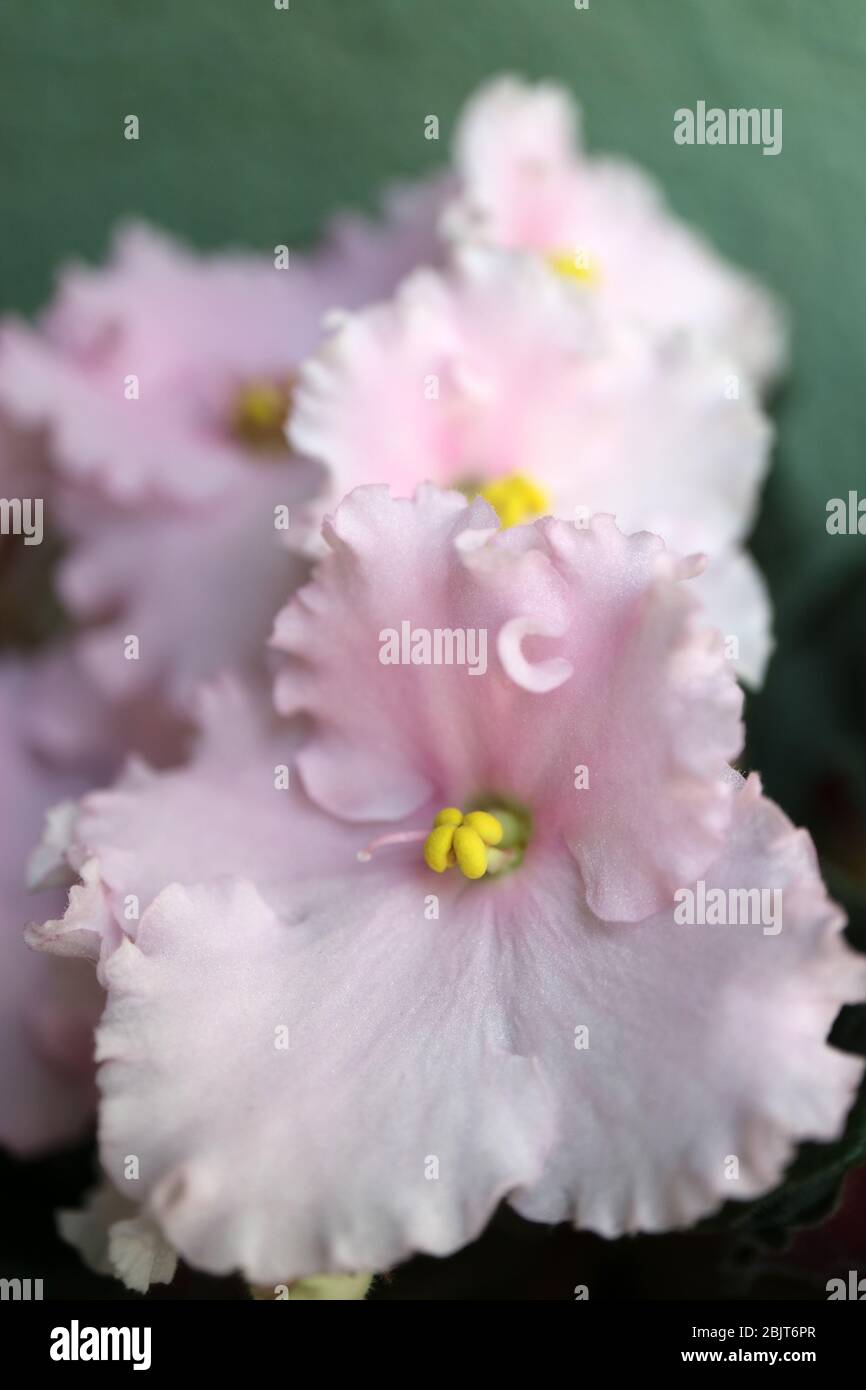 African violets hi-res stock photography and images - Alamy