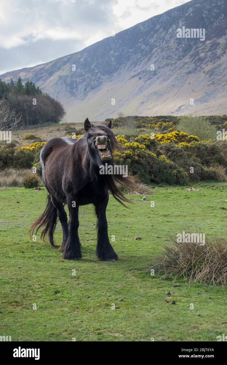 The fell pony society hi-res stock photography and images - Alamy