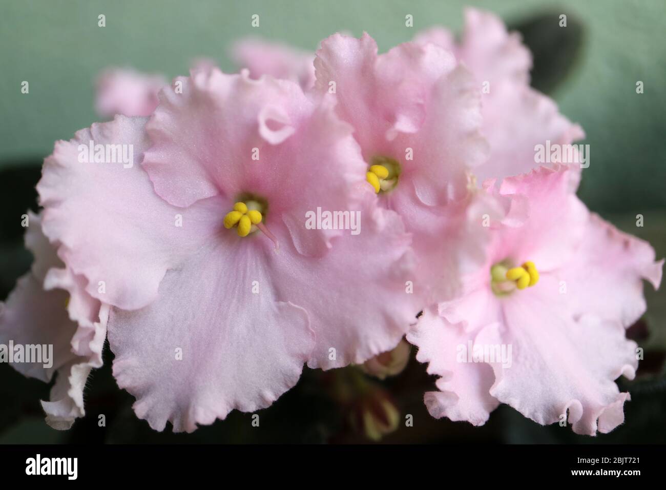 Pink African Violets with delicate petals ,yellow stamens and green ...