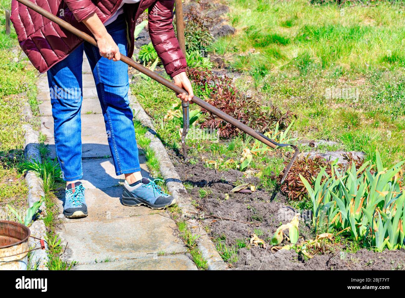 Using a hoe, the farmer manually weeds the flower garden and removes ...