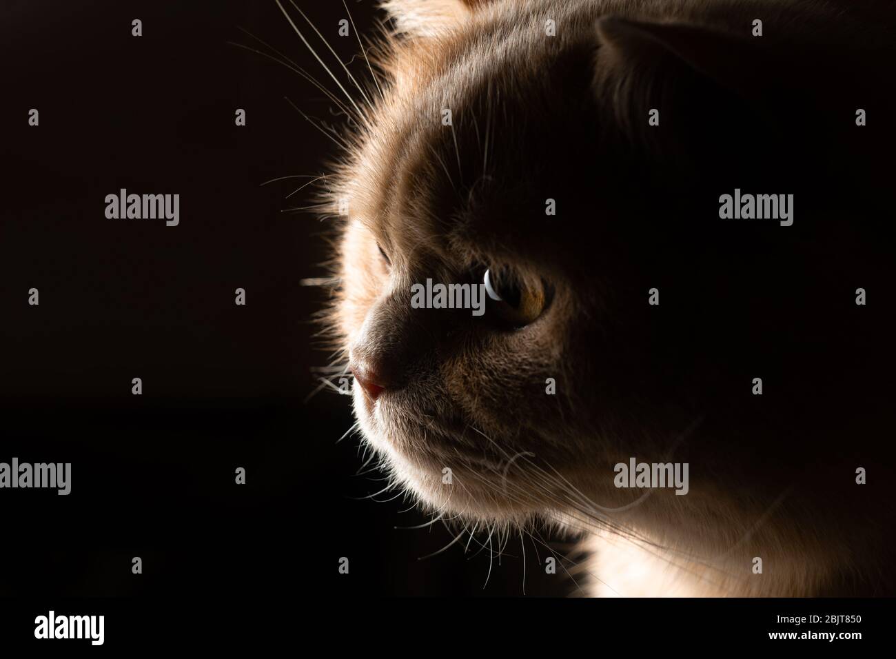 Red cat stares in surprise in the backlight against a dark background ...